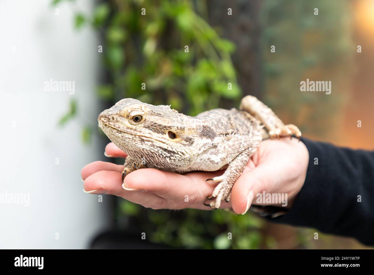 Person holding a bearded dragon lizard Stock Photo - Alamy