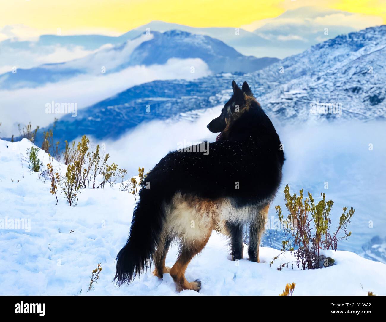 Czech shepherd on the background of snowy mountains Stock Photo - Alamy