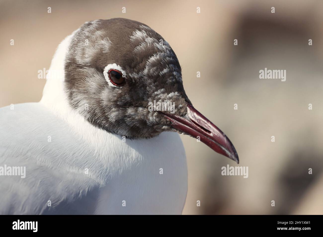 A close-up shot of a gray-headed gull on a blurred background in its ...