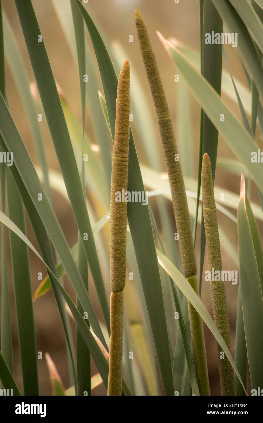 Acorus calamus herb hi-res stock photography and images - Alamy