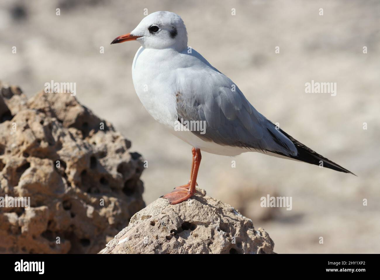 Closeup of a seagull on a stone Stock Photo - Alamy