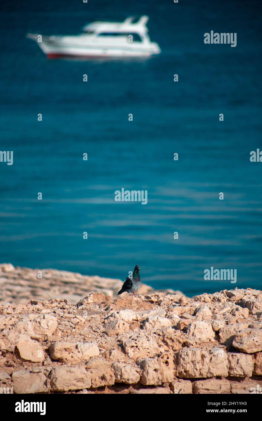 Closeup of a pigeon sitting on a rock with an ocean in the background ...