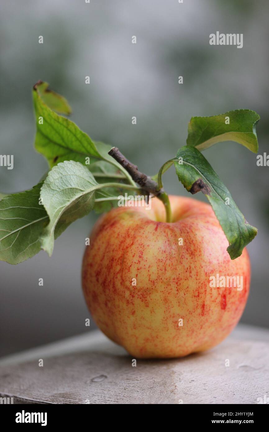Apple Just Harvested Stock Photo - Alamy