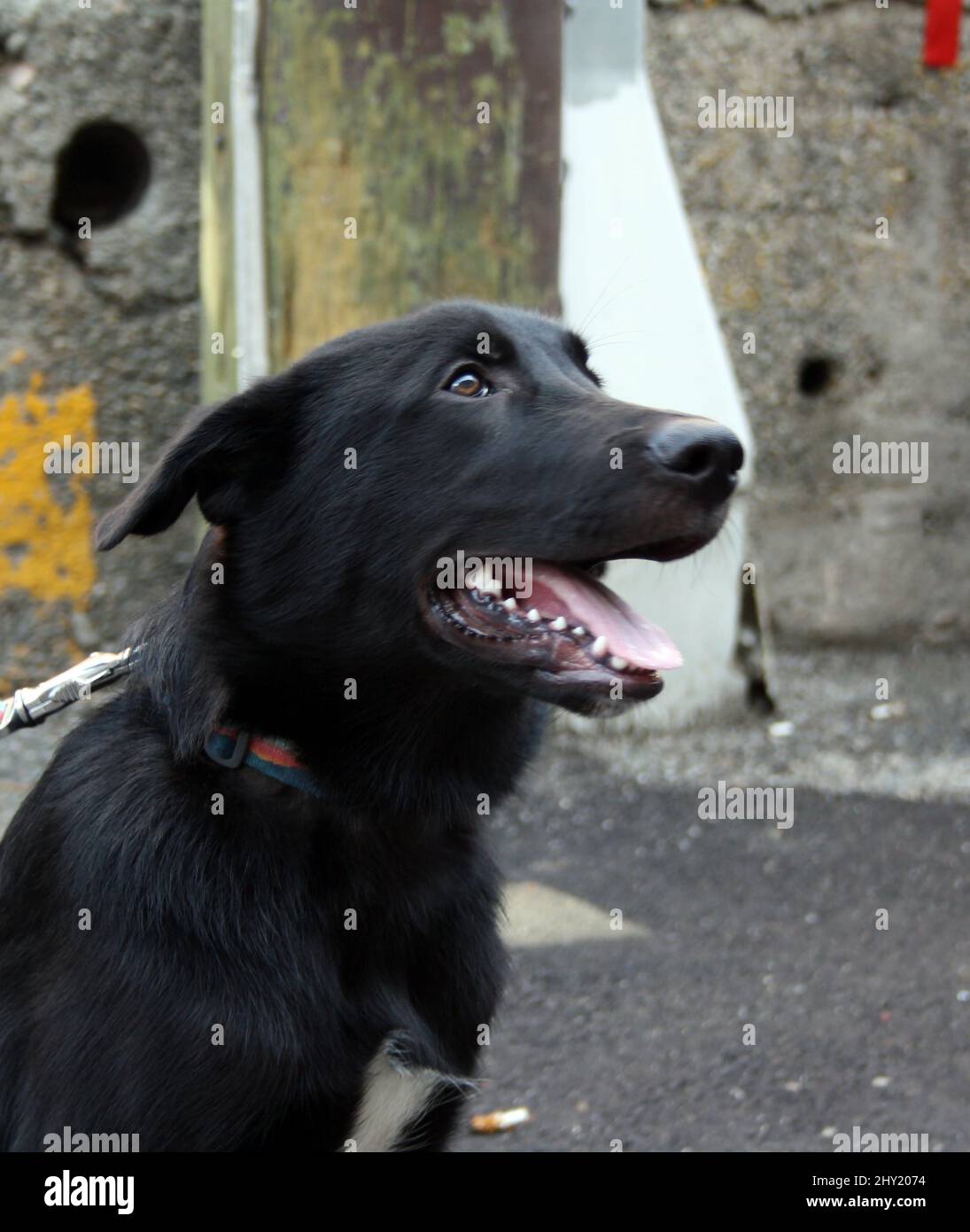 Majorca shepherd hi-res stock photography and images - Alamy