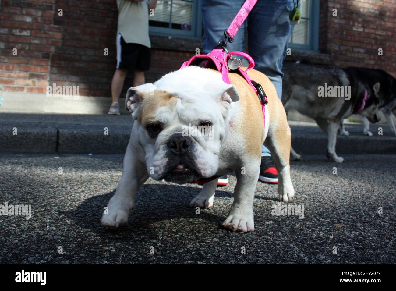 Bulldog looking at the camera in Yaletown, Vancouver, British Columbia ...