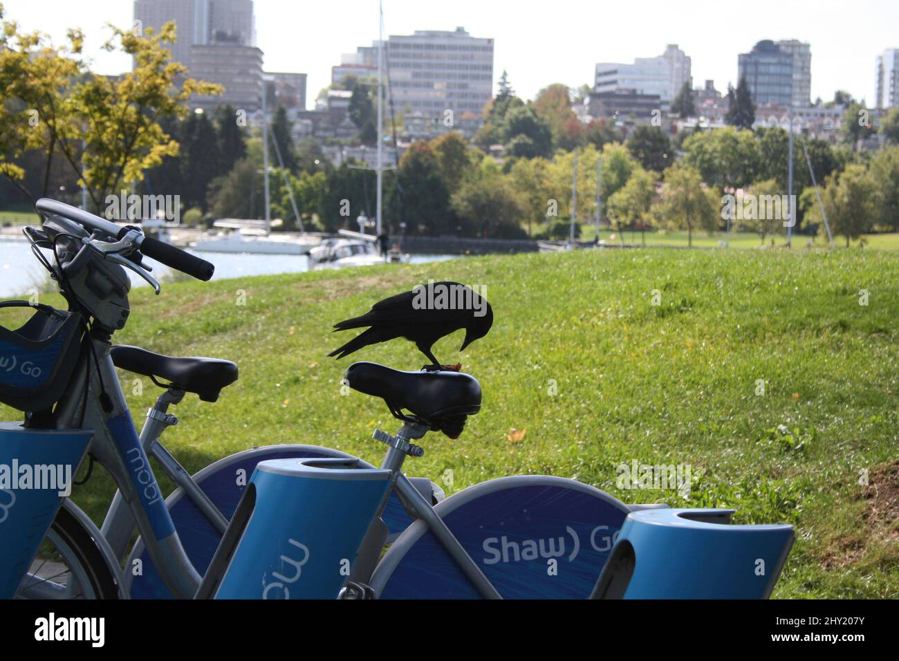 Closeup of a crow sitting on a rental bike in downtown Vancouver ...