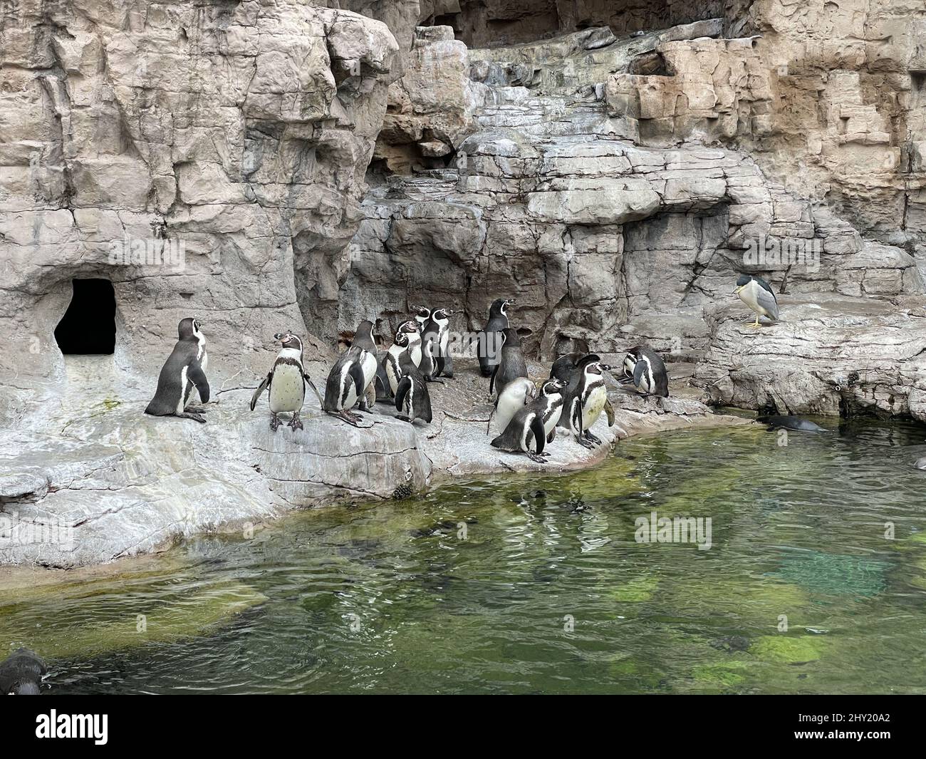In penguin cave in penguin cave hi-res stock photography and images - Alamy