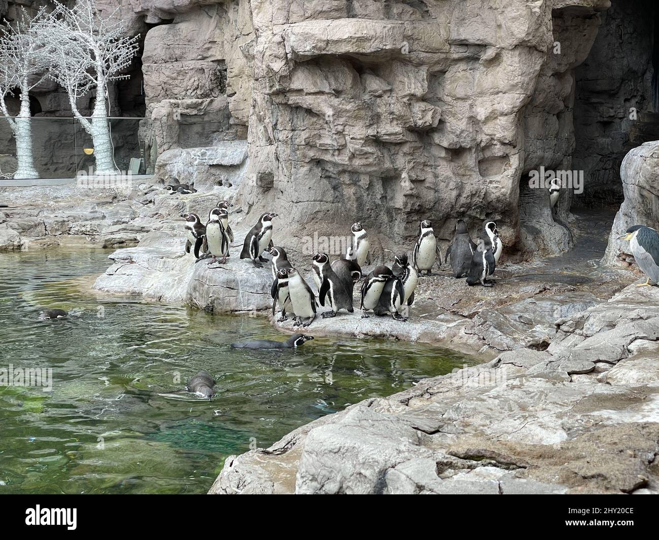 In penguin cave in penguin cave hi-res stock photography and images - Alamy