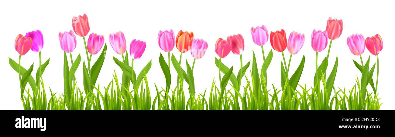 Clip art of tulips Stock Vector Image & Art - Alamy