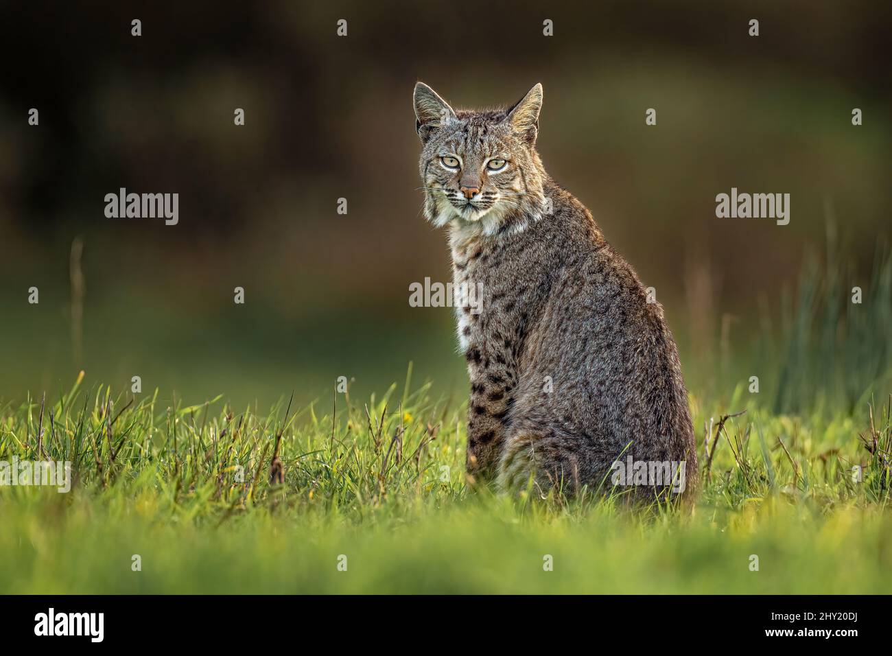 Bobcat california hi-res stock photography and images - Alamy