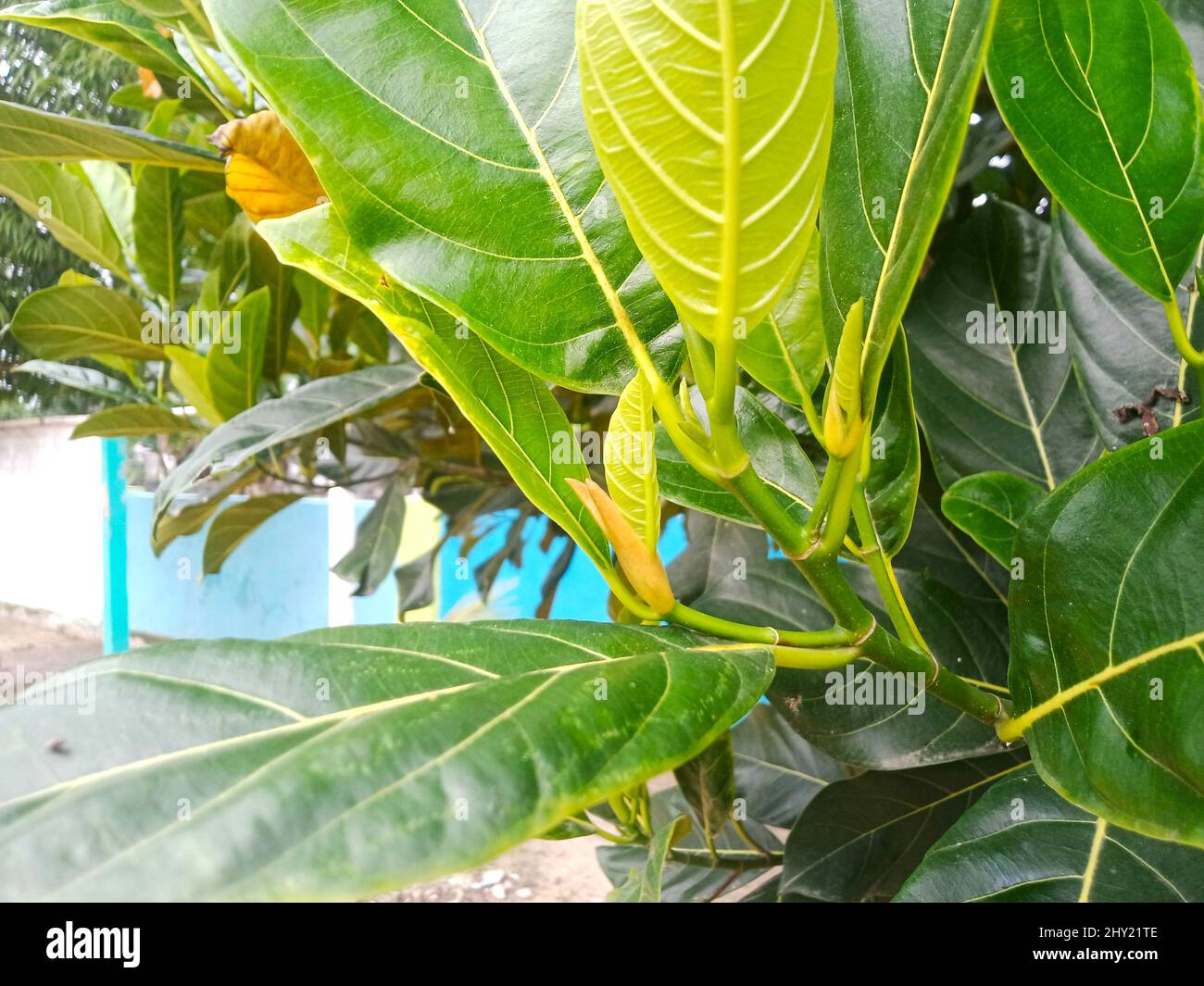 Plants growing around the yard of the house Stock Photo - Alamy