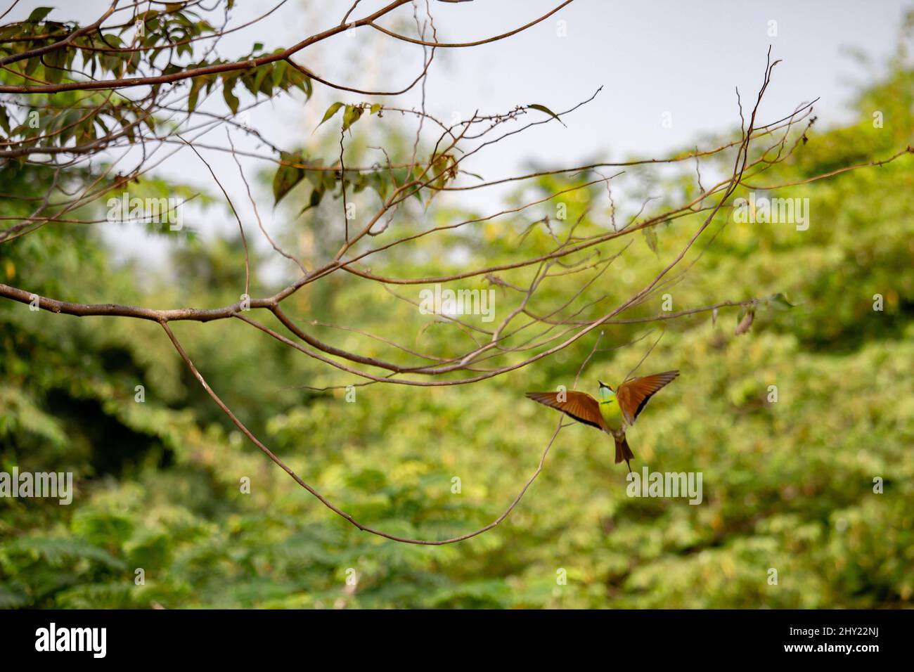 Green bee-eater bird flying to a tree branch Stock Photo - Alamy