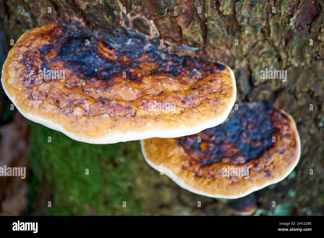 Closeup of a fungus in the forest Stock Photo - Alamy