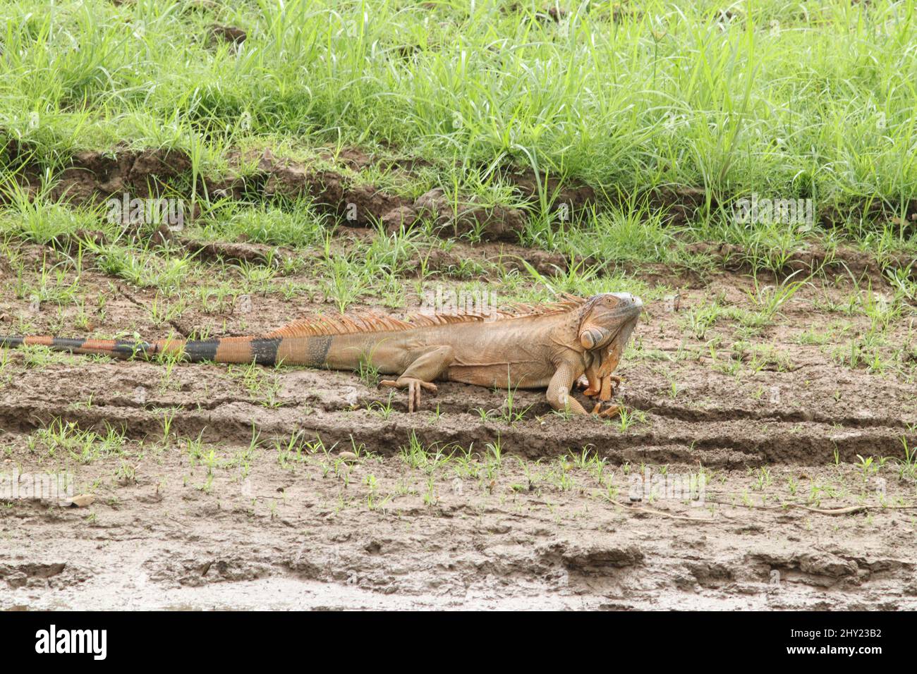 Desert monitor lizard in a park Stock Photo - Alamy