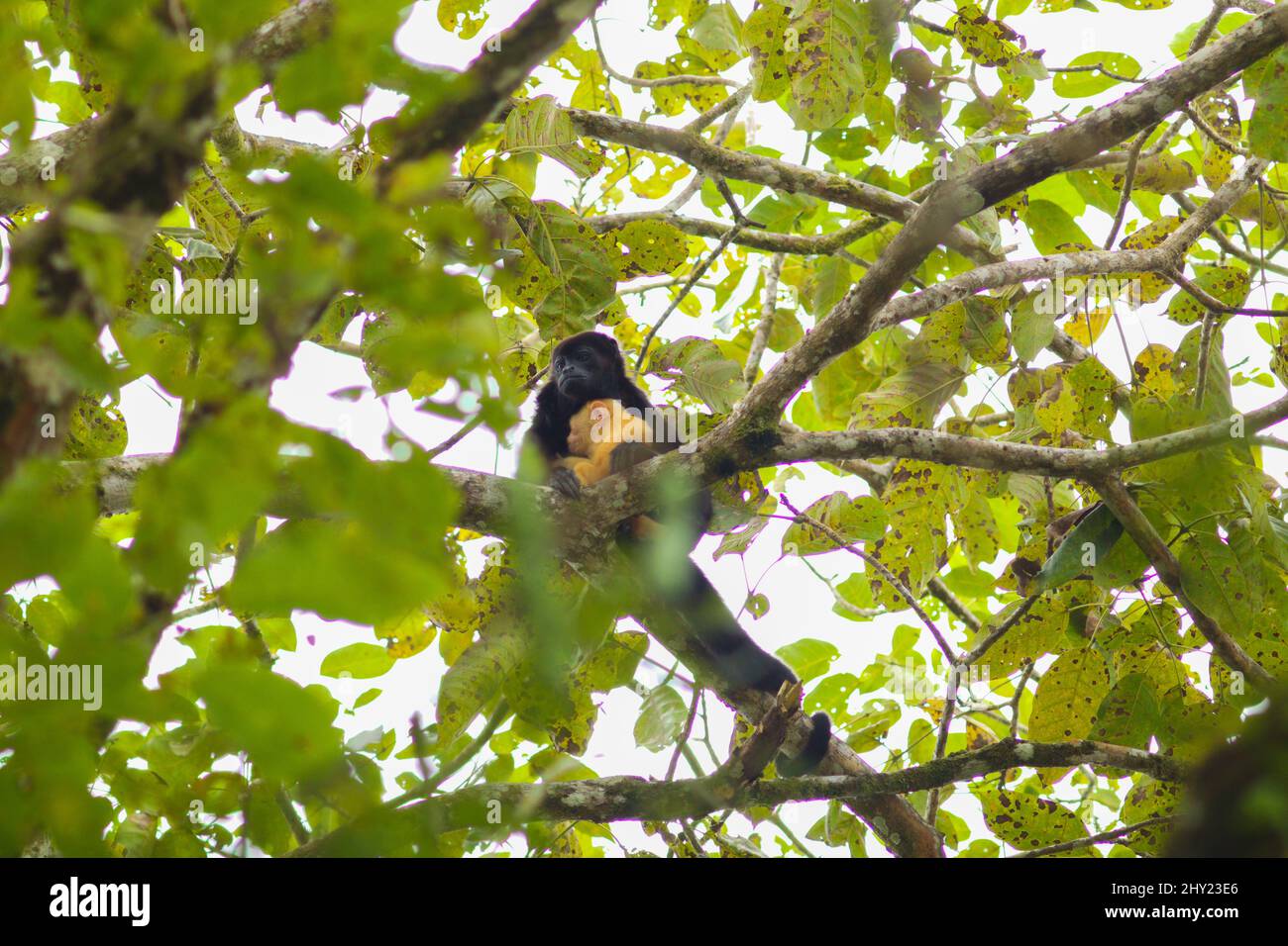Low angle shot of a black monkey hugging a small yellow one on the tree ...
