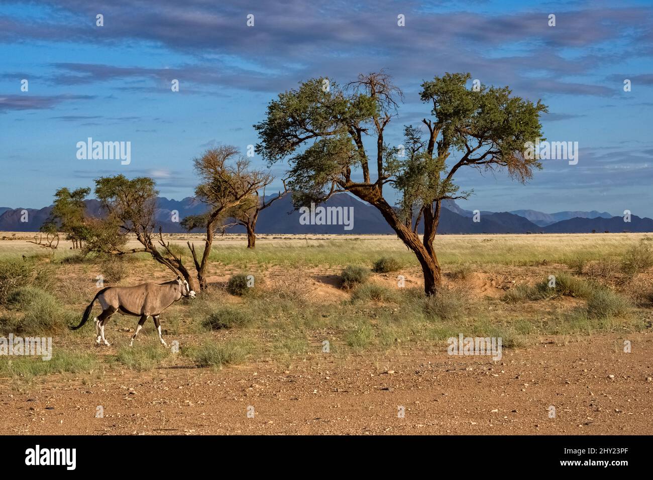 Namibia, oryx walking in the savannah, red rocks in background Stock ...