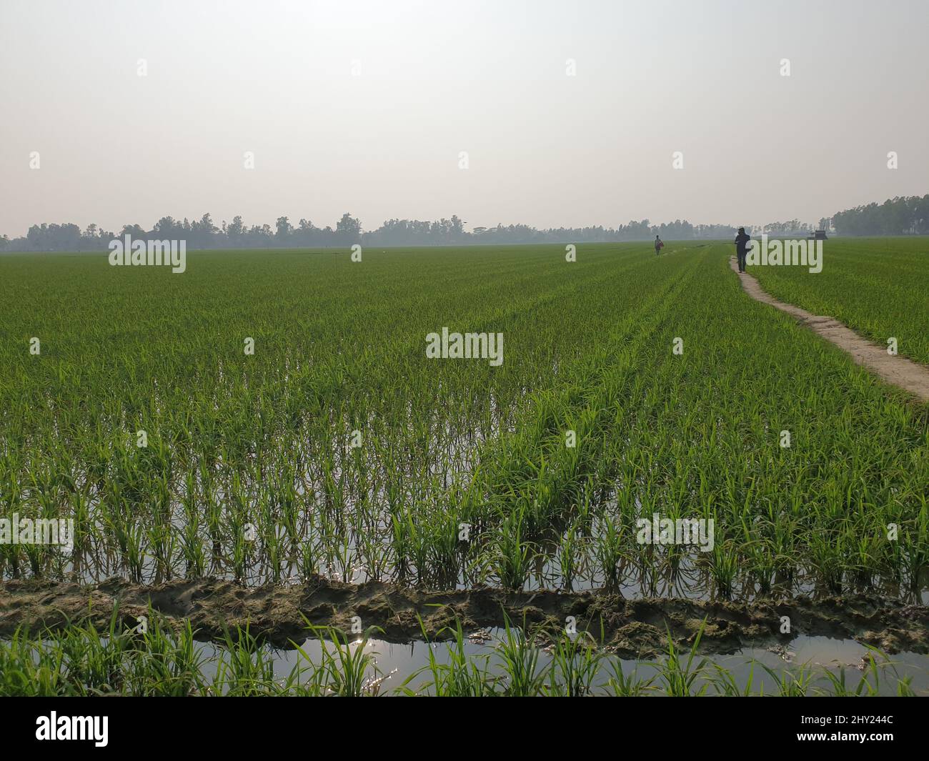 Mesmerizing view of a big green Rice Field Stock Photo - Alamy