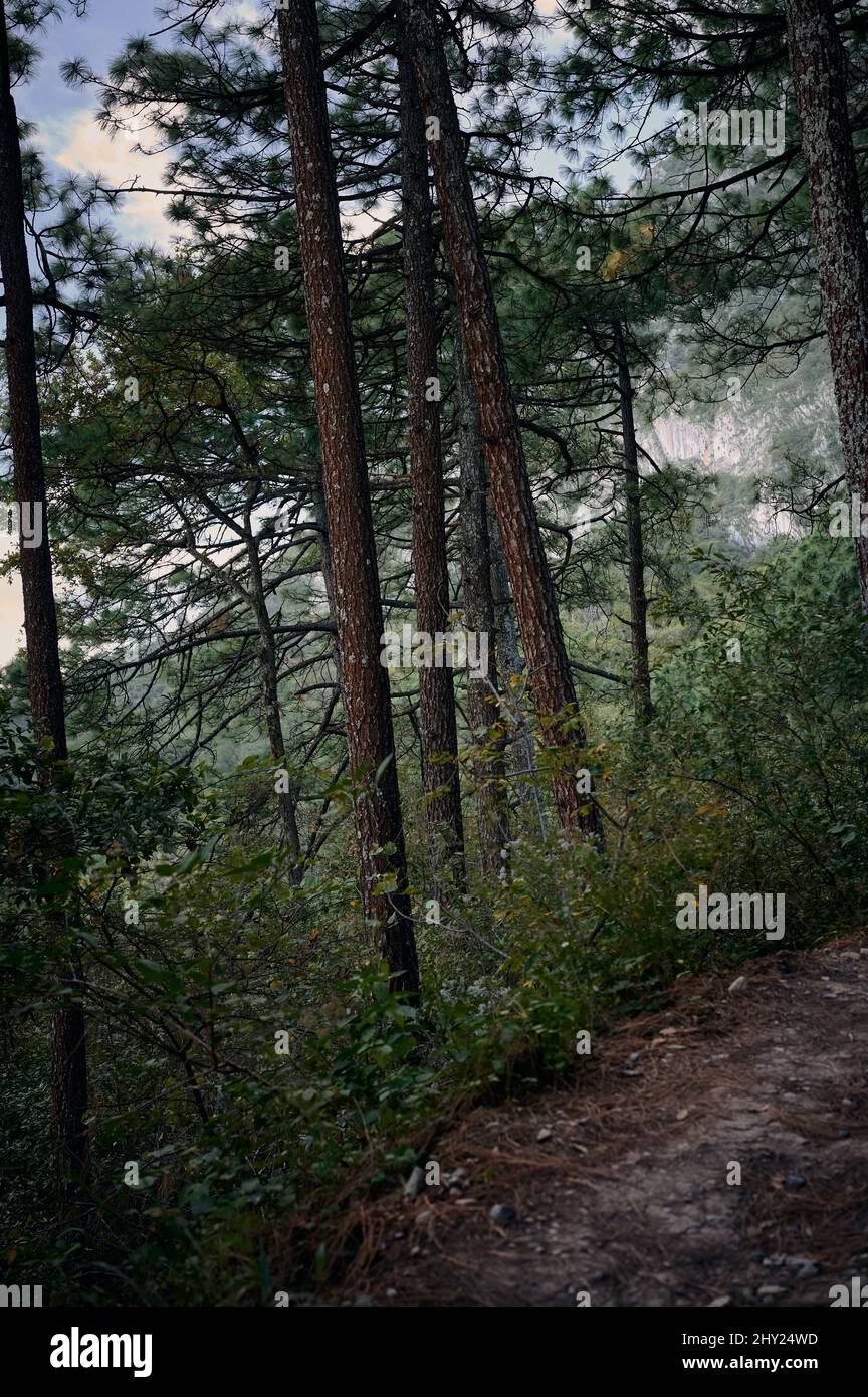 Natural view of the green plants in the forest Stock Photo - Alamy