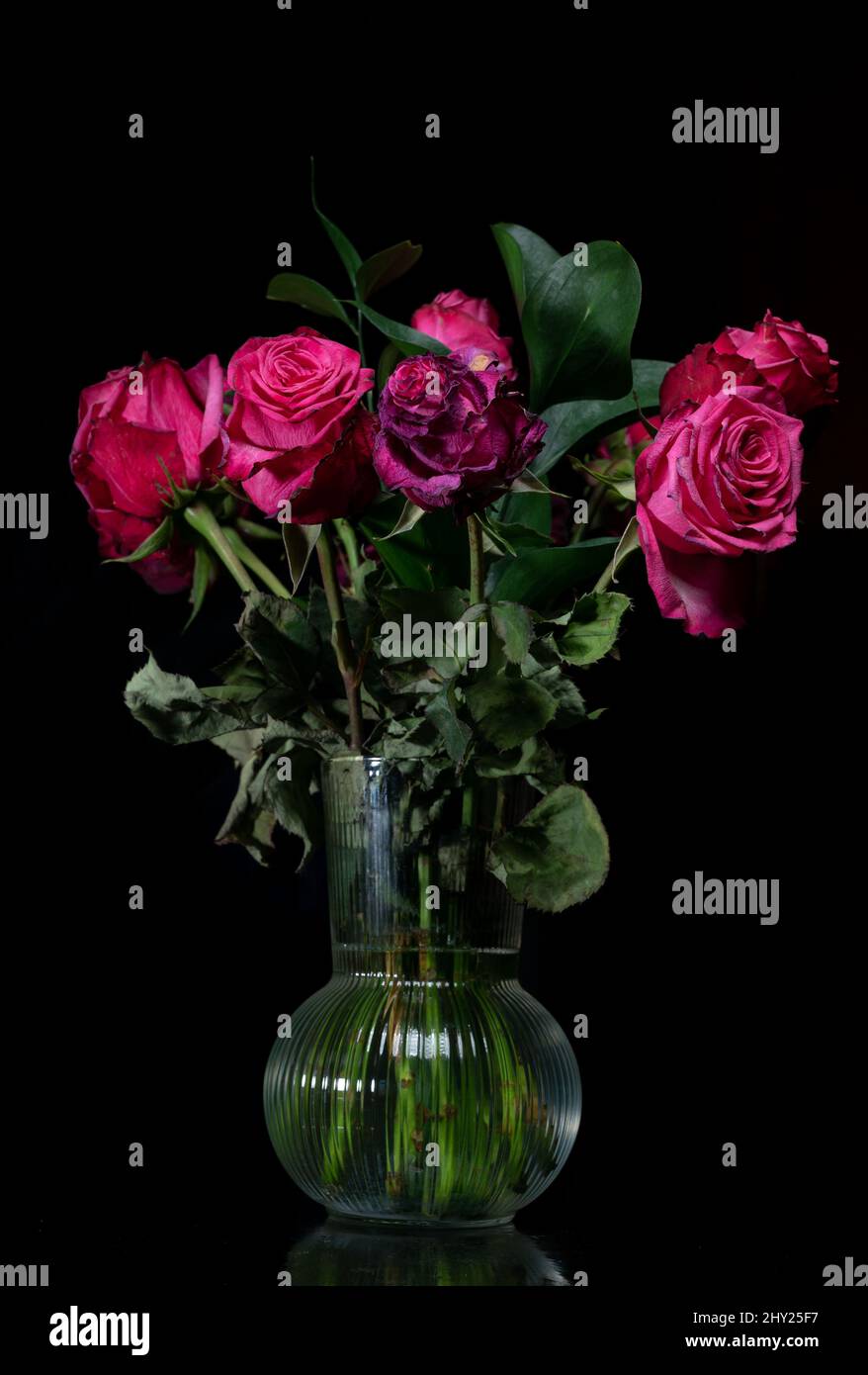 Shot of pink roses in glass vase on isolated black background Stock ...