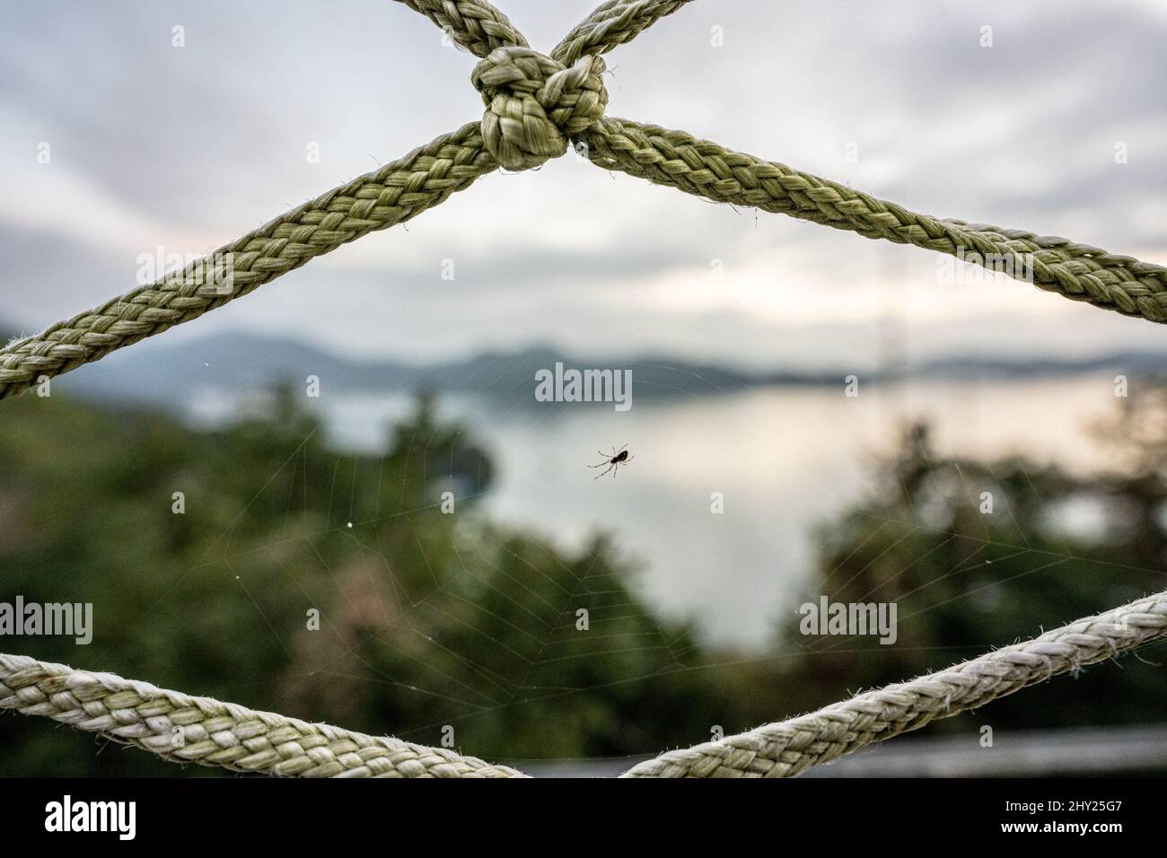 Spider on rope fence at Sun Moon Lake, Taiwan Stock Photo - Alamy