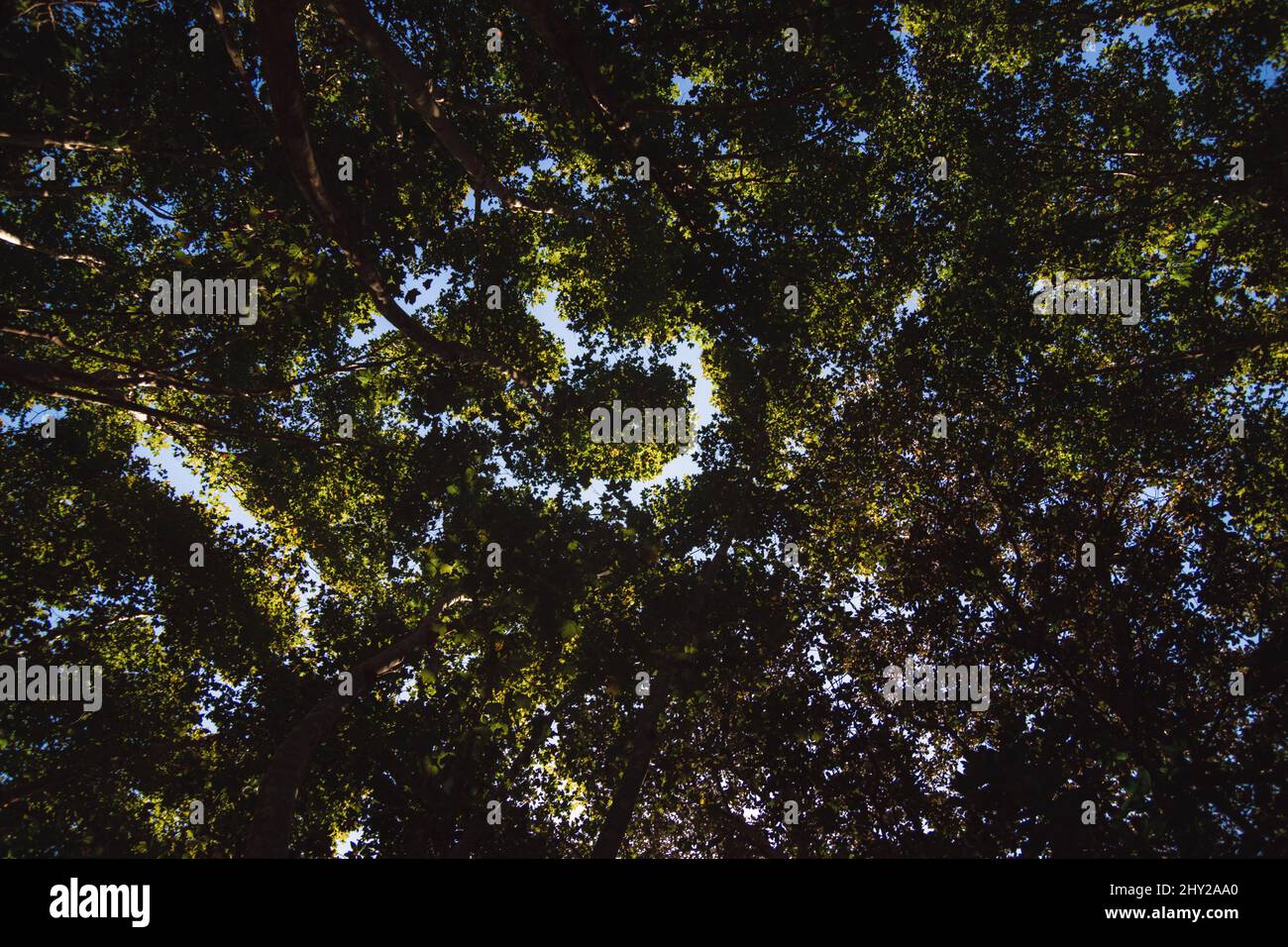 Angle shot of tree tops covering the sun and sky Stock Photo - Alamy