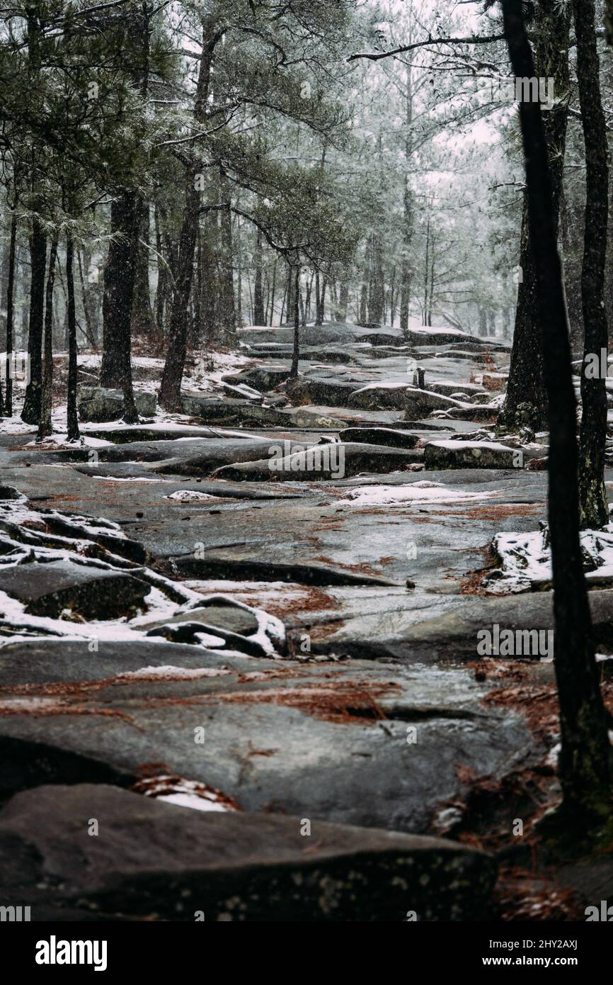Vertical wallpaper of a path in a dark forest with snow-covered ground ...