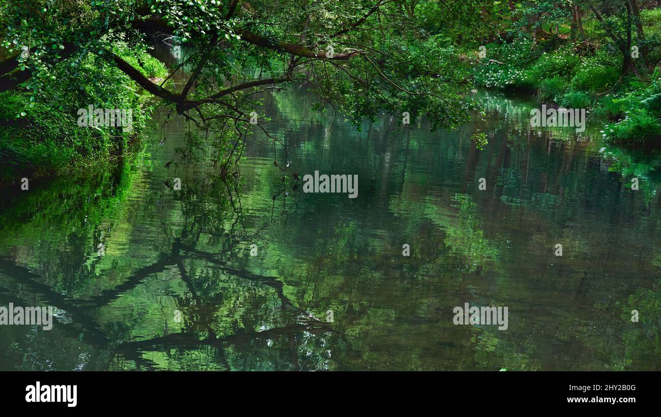 Closeup of trees reflection on the Caima river Stock Photo - Alamy