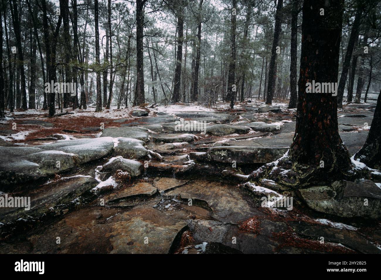 Beautiful wallpaper of dark forest during winter with tall fir trees ...
