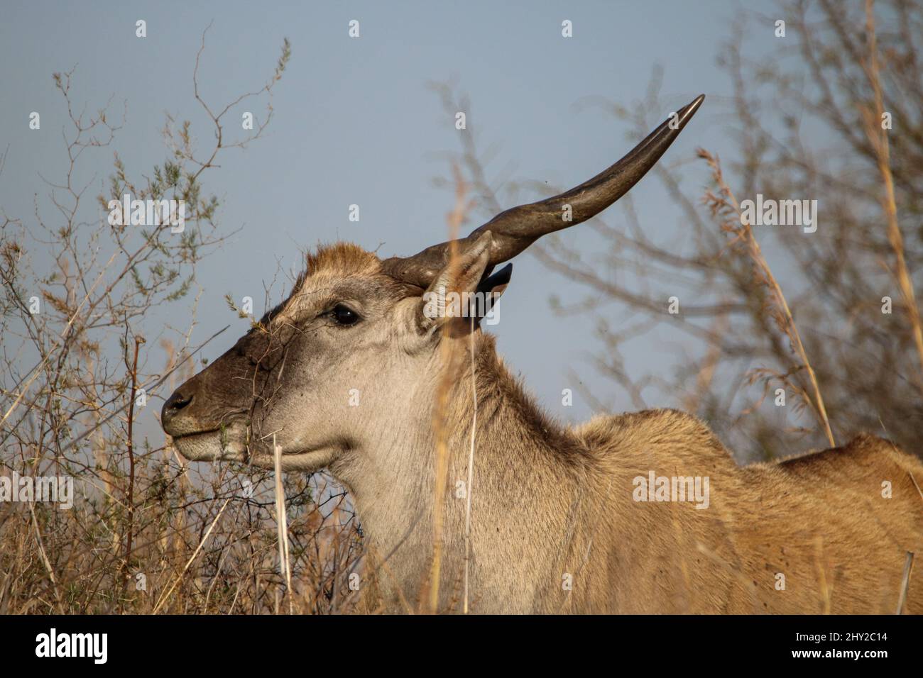 Bull eland hi-res stock photography and images - Alamy