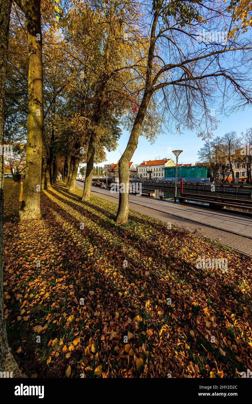 Trees in the city on beautiful autumn evening under the blue sky Stock ...