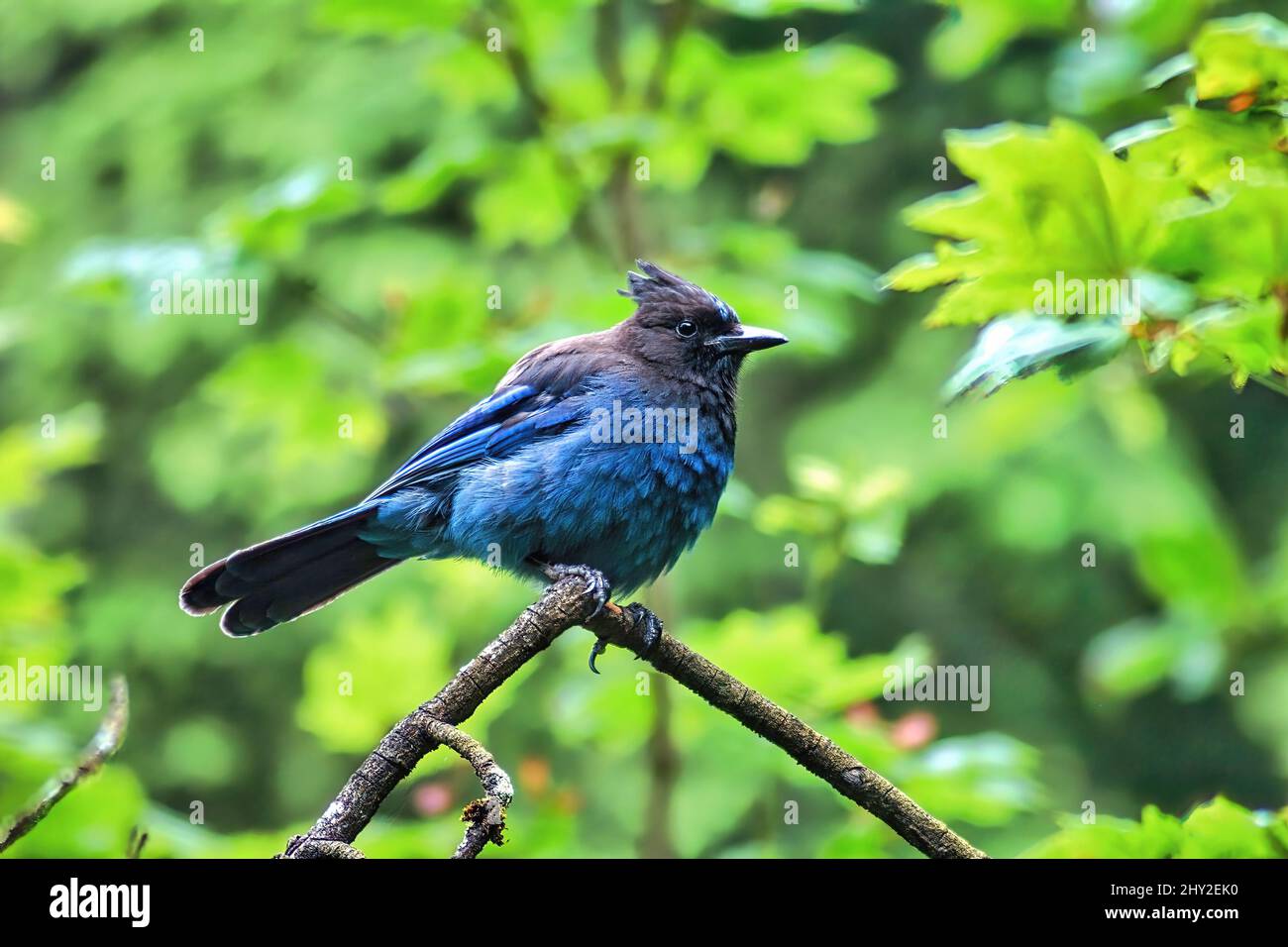 Steller’s jay flying hi-res stock photography and images - Alamy