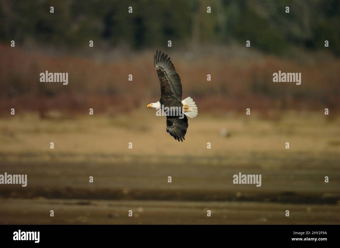 Selective focus shot of southern bald eagle flying with opened wings ...