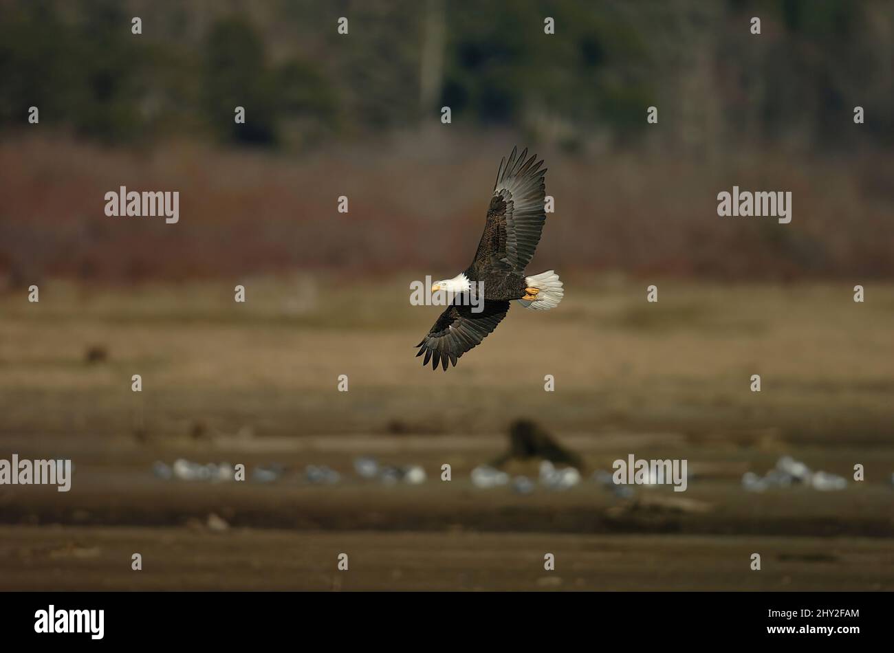 Selective focus shot of southern bald eagle flying with opened wings ...