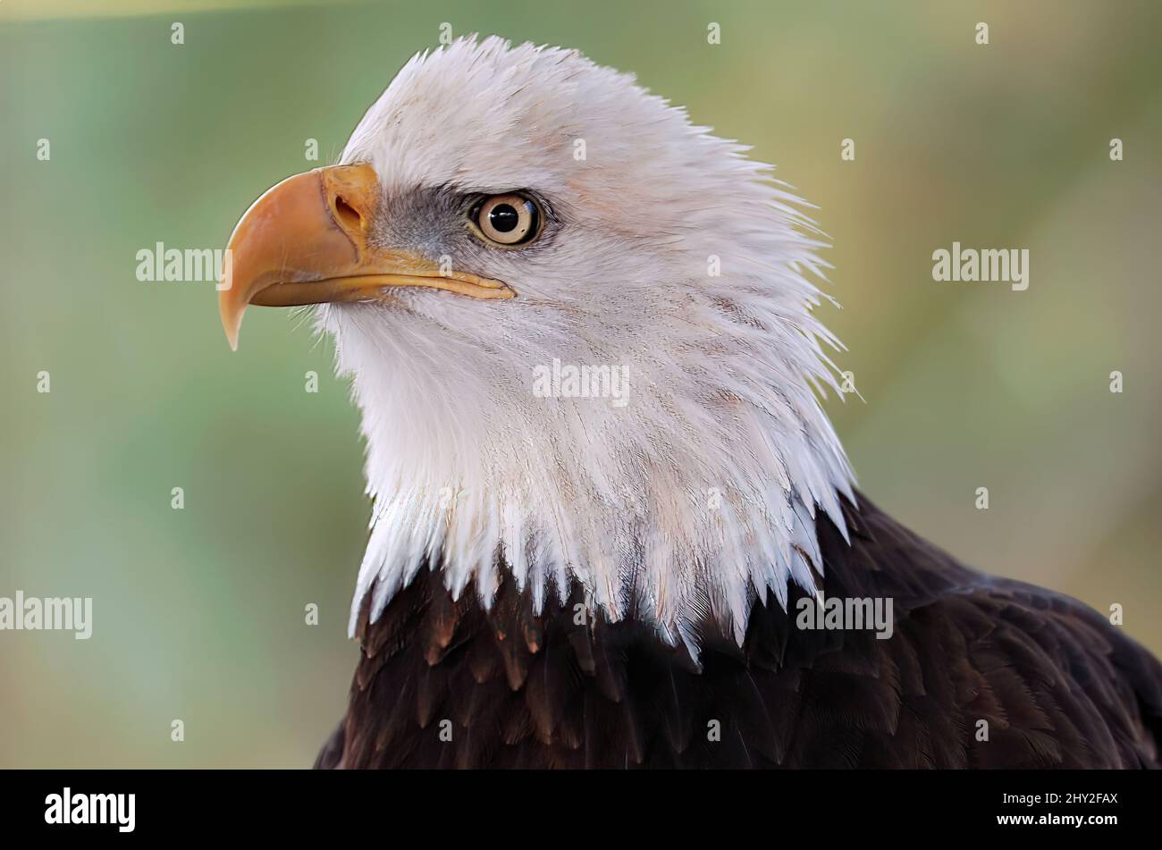 Selective focus shot portrait of southern bald eagle Stock Photo - Alamy