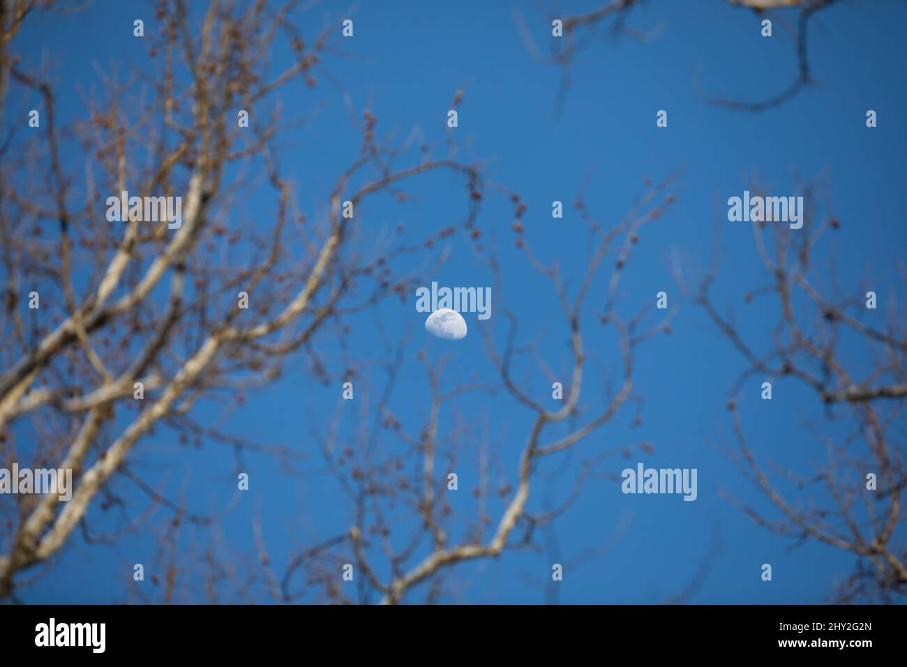 Moon inbetween trees hi-res stock photography and images - Alamy