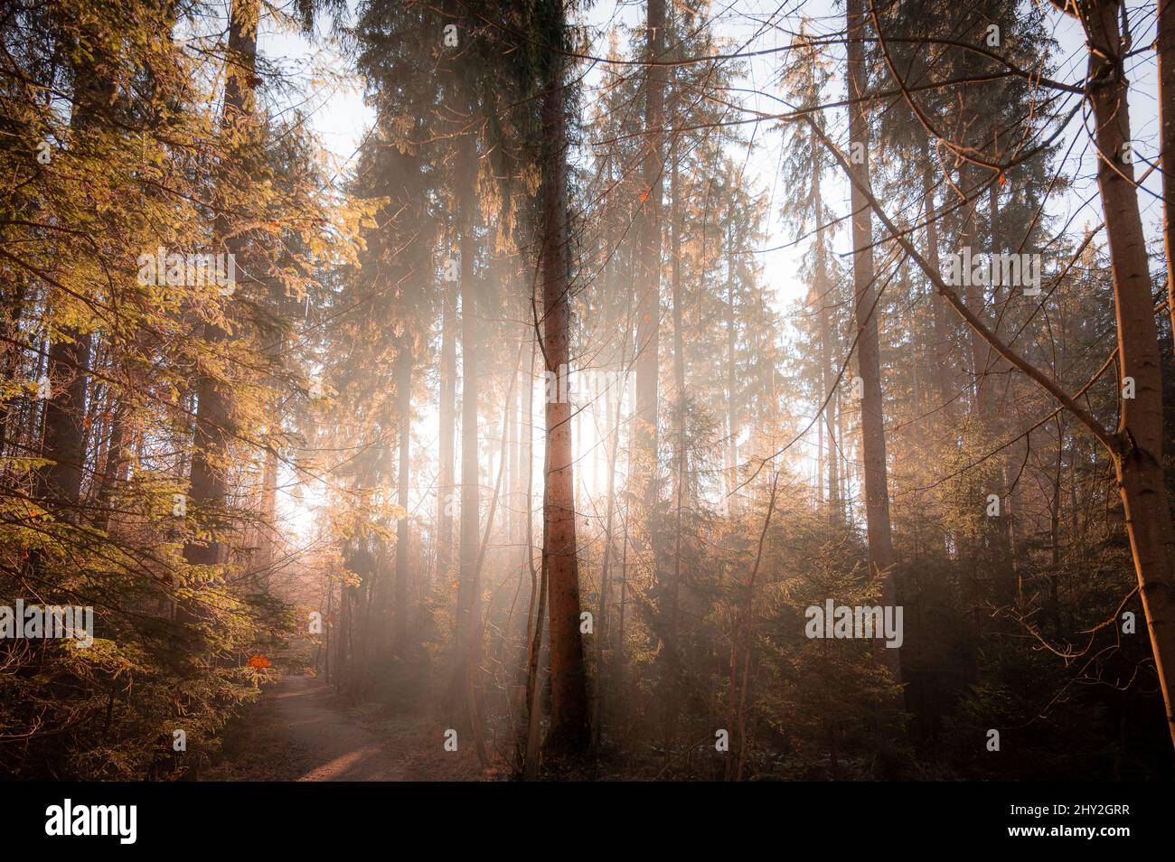 Breathtaking forest scenery with sun rays through trees Stock Photo - Alamy