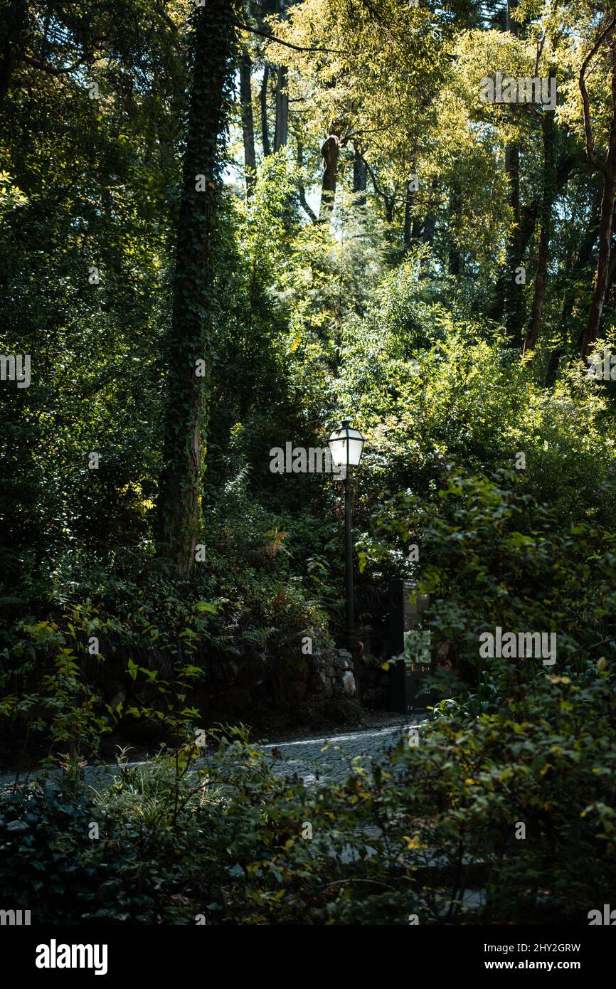 The walkway with green leaved trees and plants in Pena National Palace ...