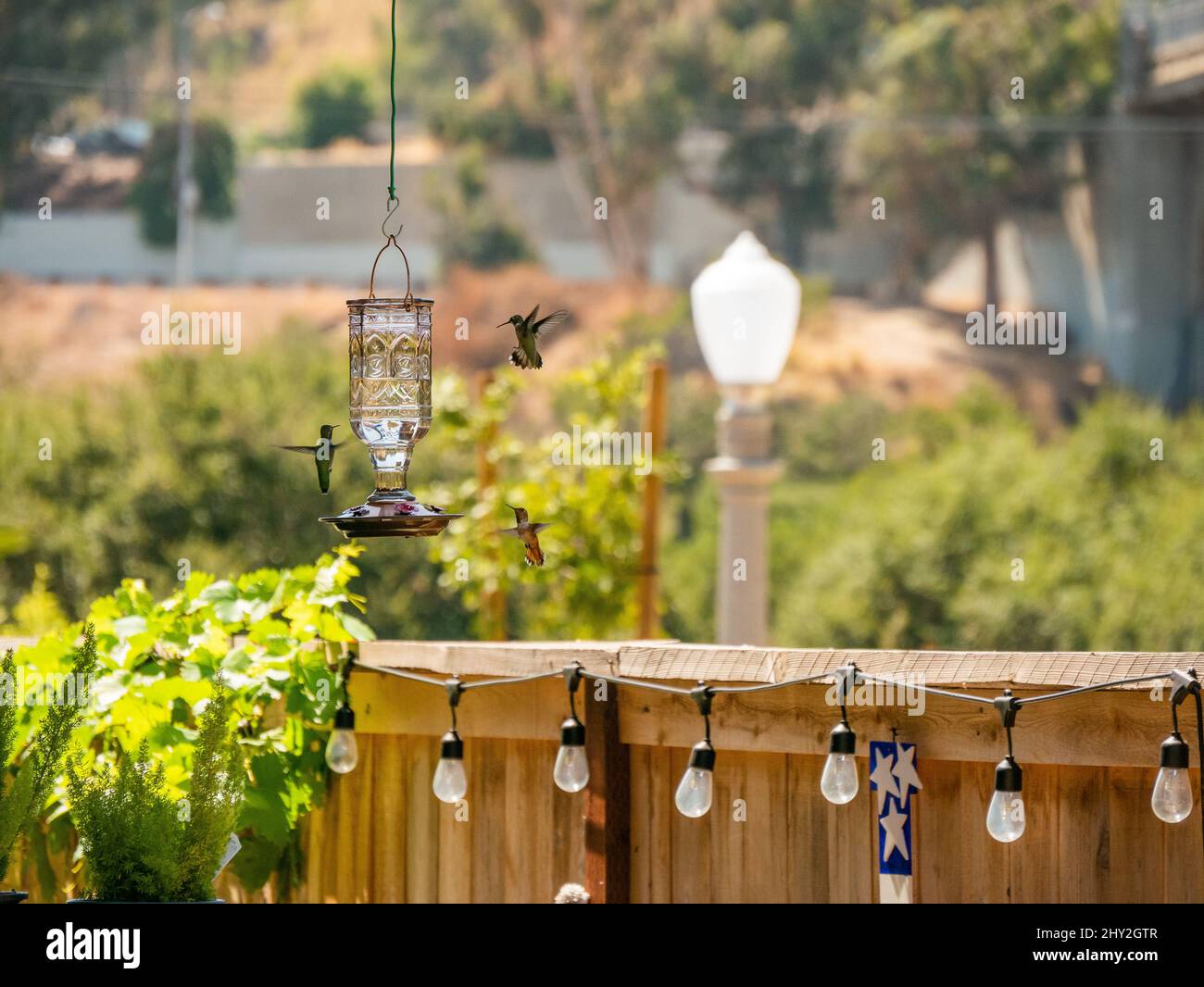 Group of hummingbirds playing on a hanging bird feeder in a backyard ...