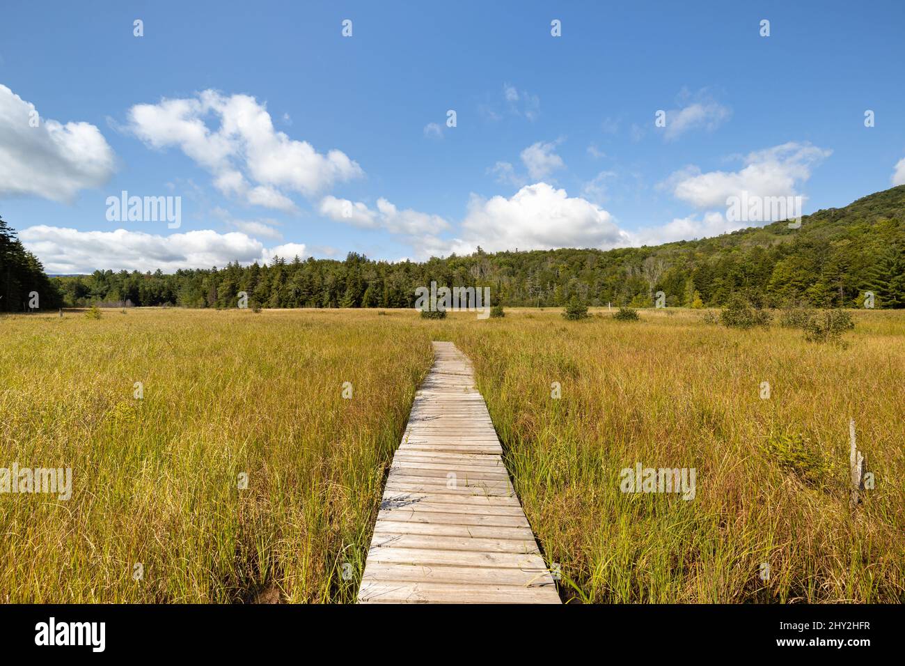 Wide wooden boardwalk hi-res stock photography and images - Alamy
