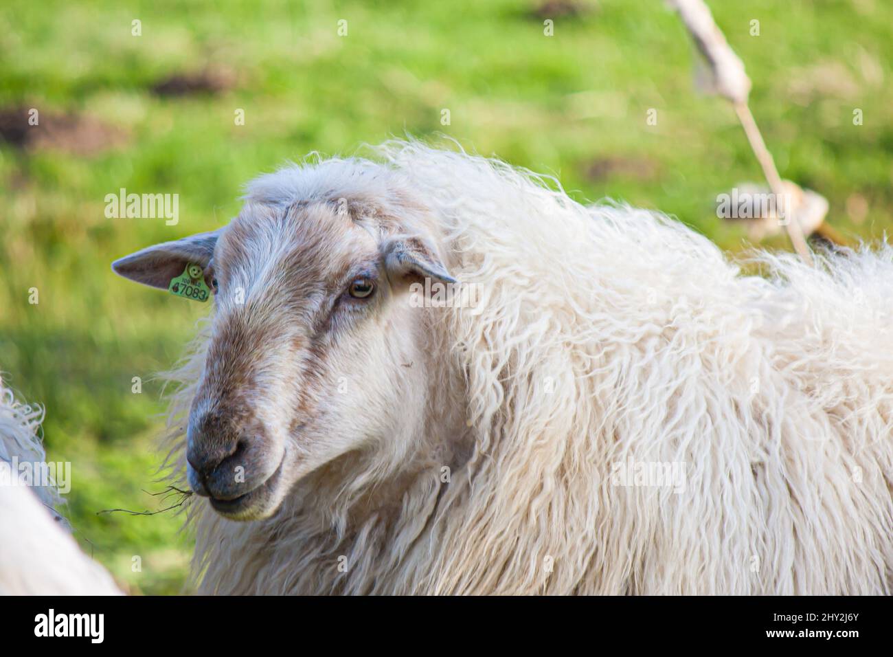 Closeup shot of a white fat sheep on a blurry green background Stock ...