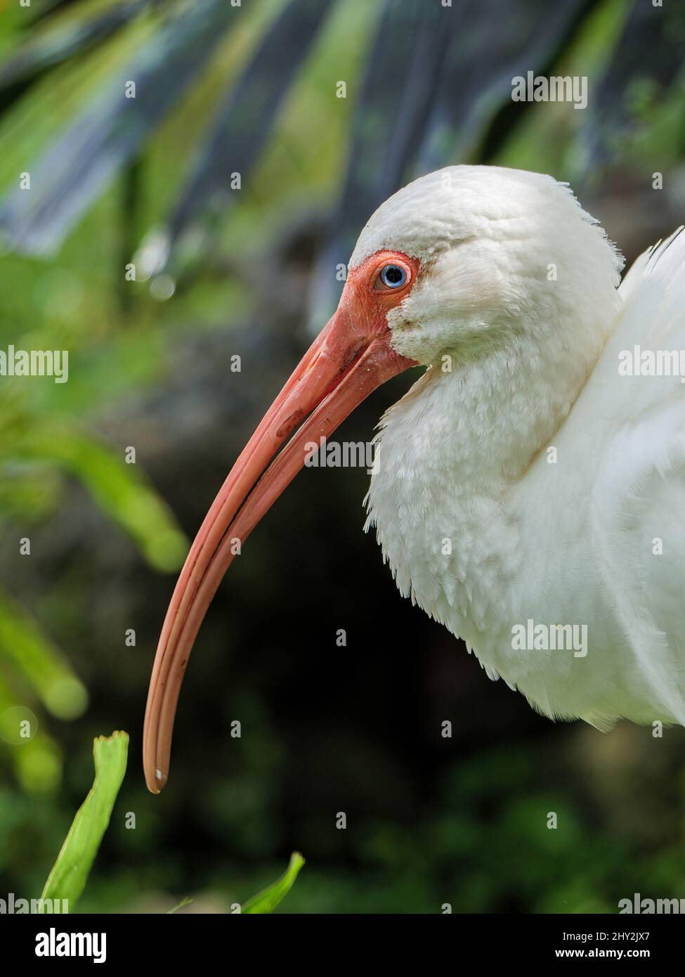 Vertical closeup side view of an ibis Stock Photo - Alamy