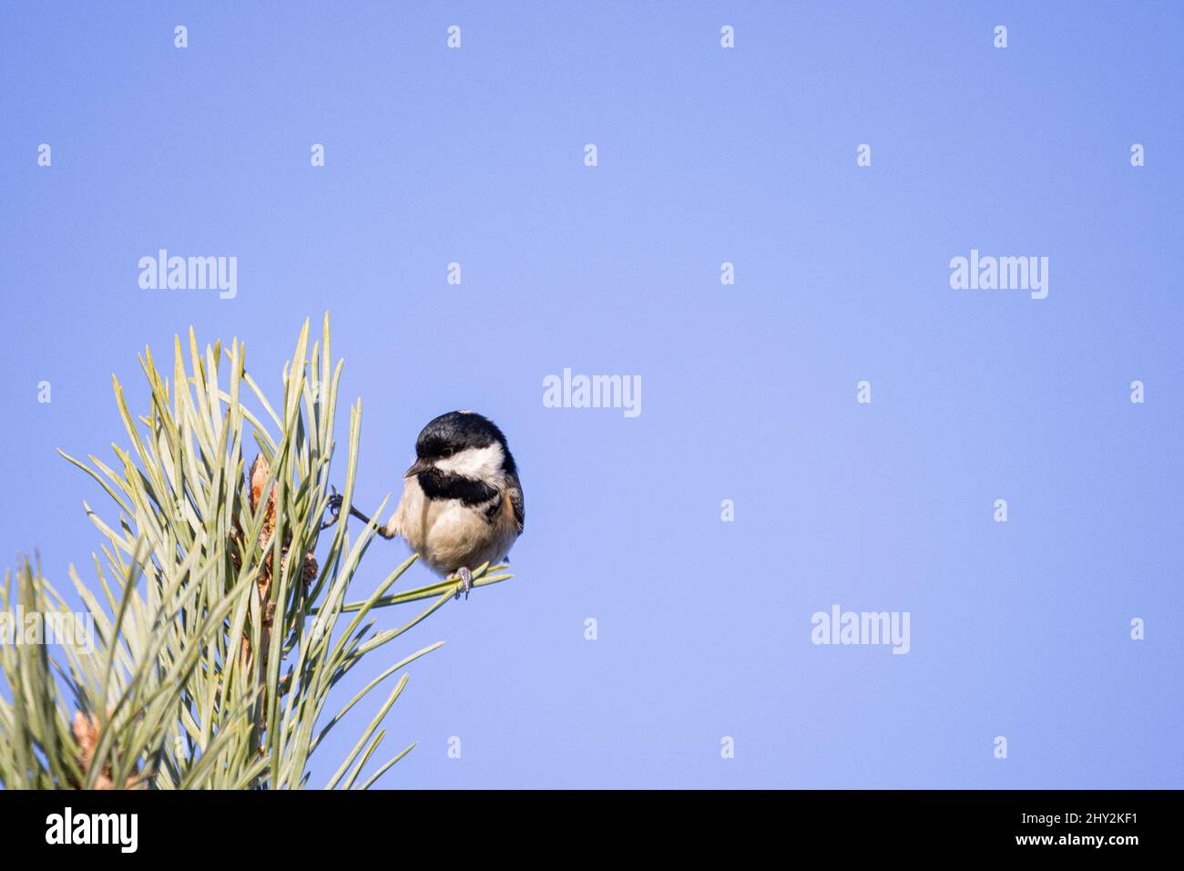 Coal tit (periparus ater) perched on tree against blue clear sky Stock ...