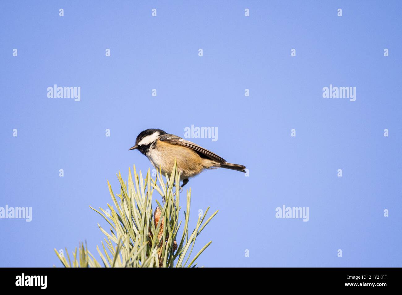 Coal tit (periparus ater) perched on tree against blue clear sky Stock ...