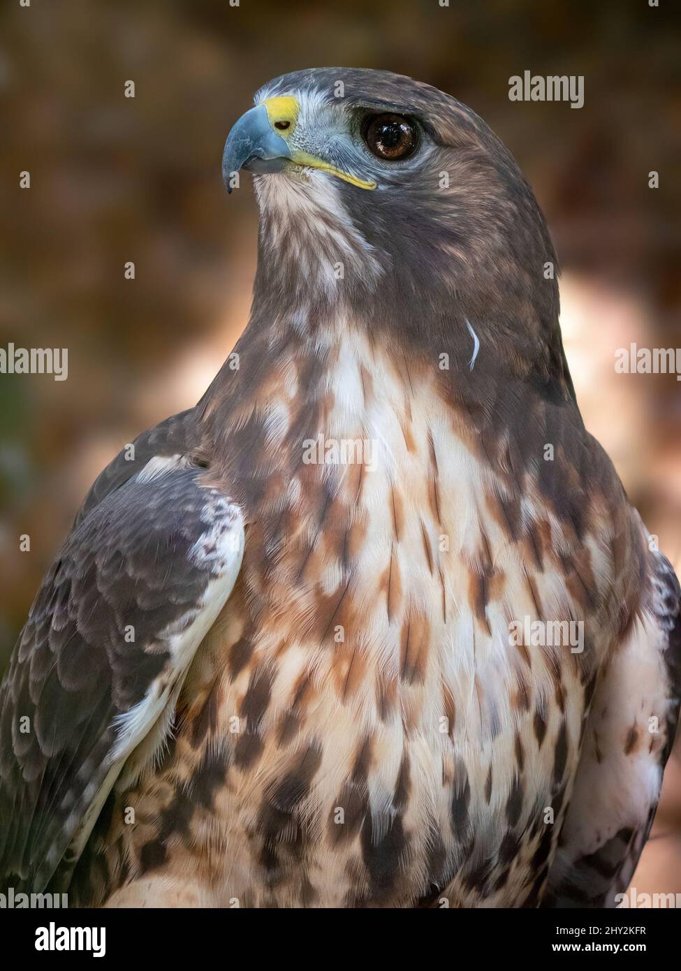 Vertical closeup of a red-tailed hawk Stock Photo - Alamy