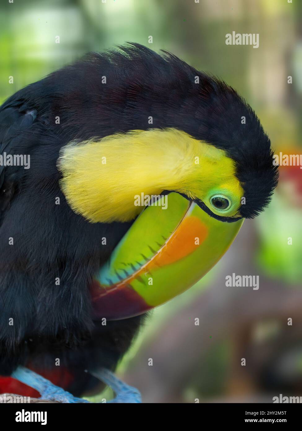 Vertical closeup of a Keel-billed toucan its head down Stock Photo - Alamy