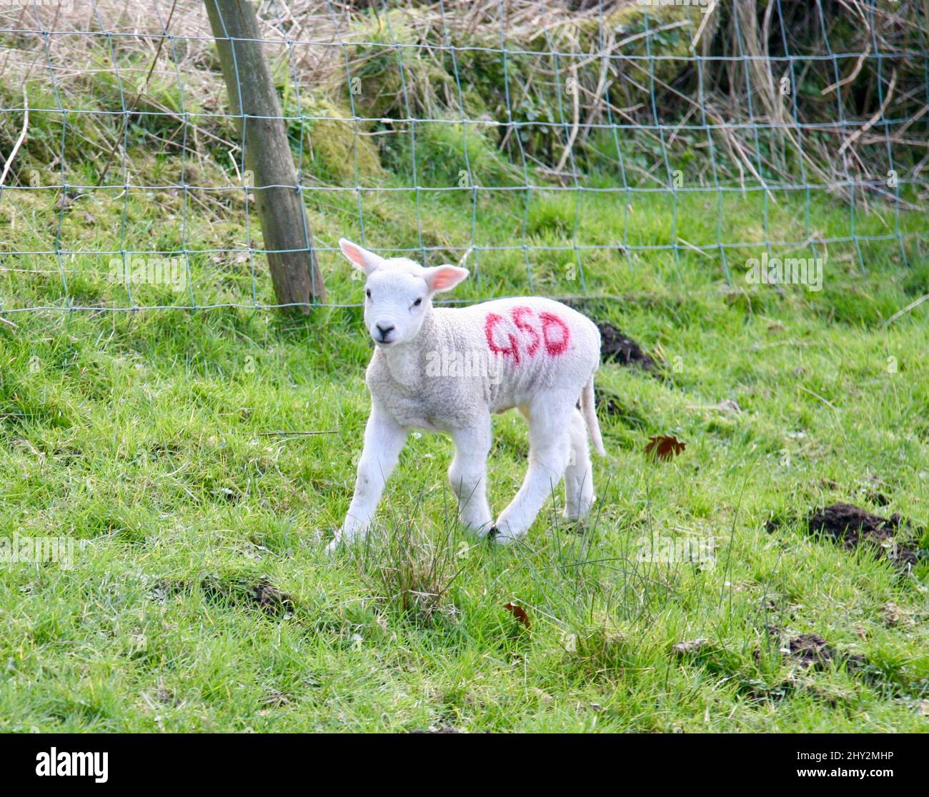 A little lamb in the farmers field Stock Photo - Alamy
