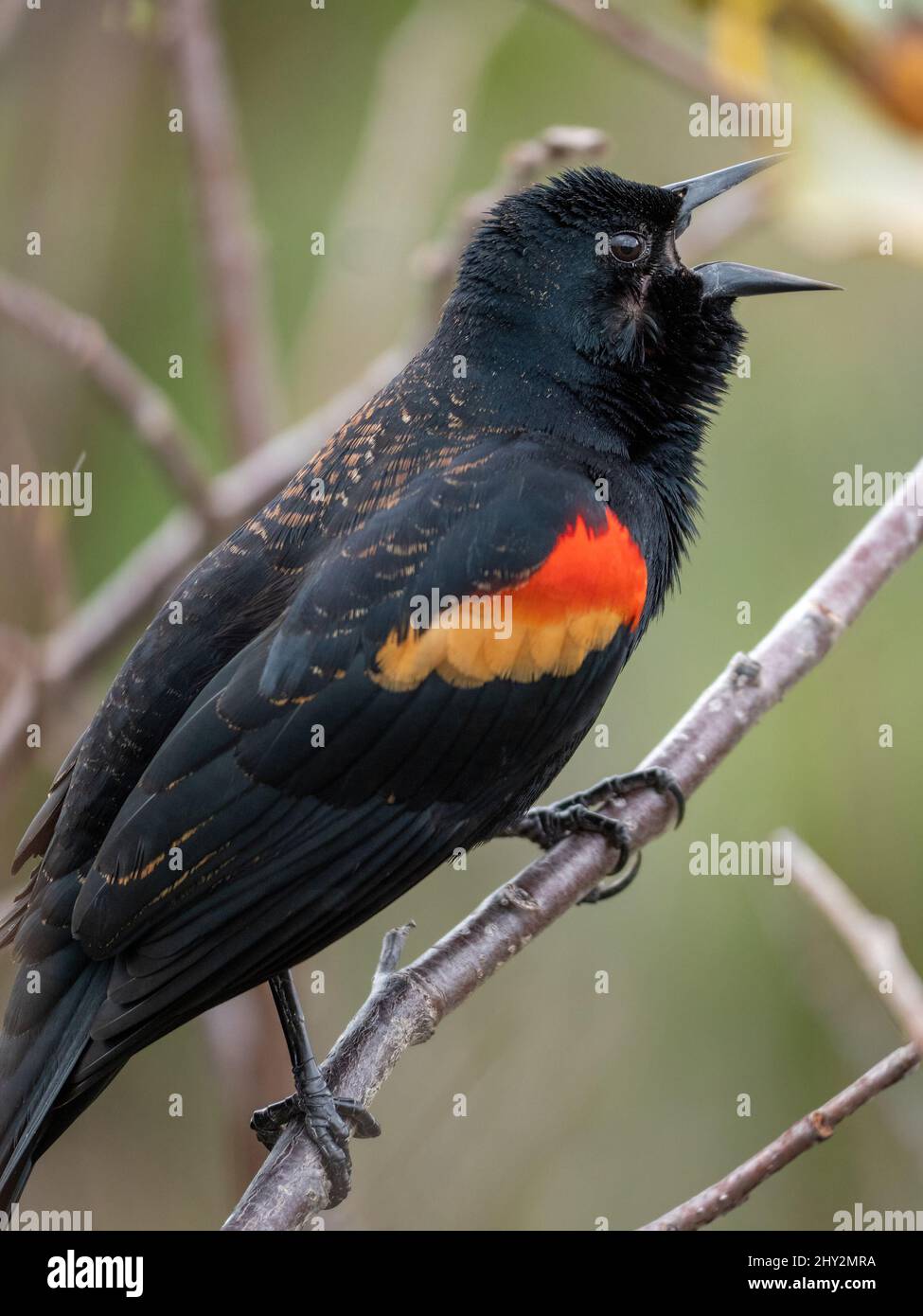 Vertical closeup of a red-winged blackbird with an open mouth perching on a branch Stock Photo ...