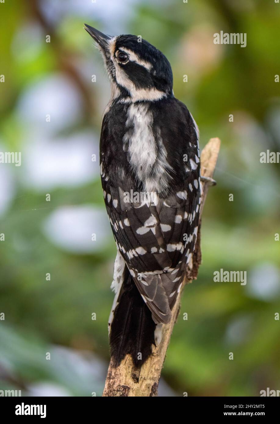 Vertical closeup back view of a downy woodpecker perching on the edge ...