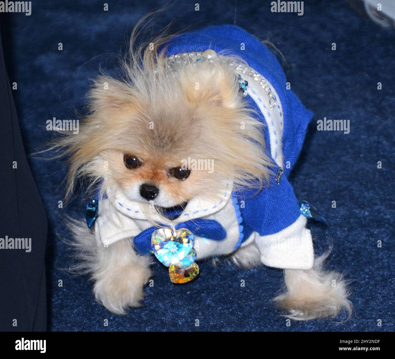 What Happened To Giggy The Dog