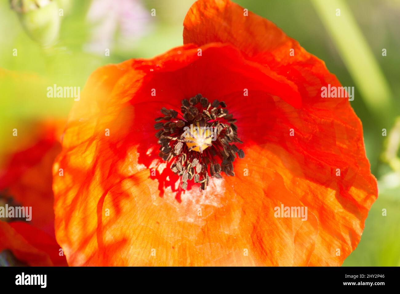 Macro shot of a poppy cocoon from inside against blurry background ...
